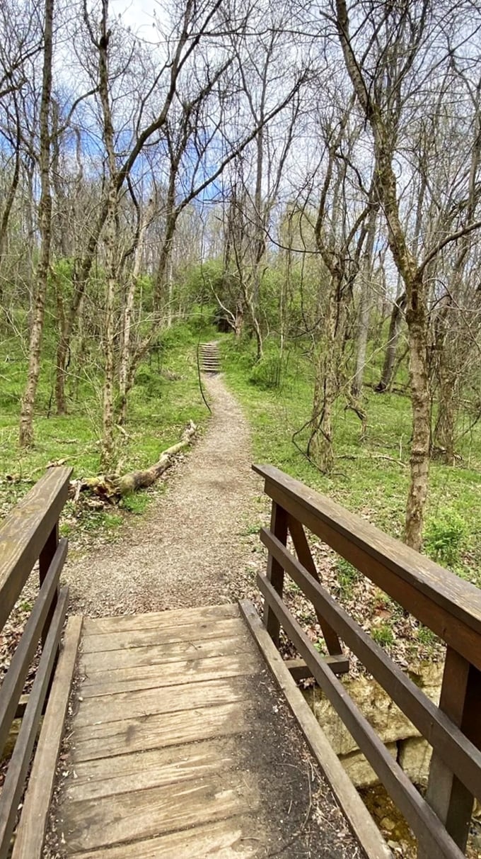 Wooden steps lead into a verdant spring forest, nature's invitation to adventure beyond the everyday world.