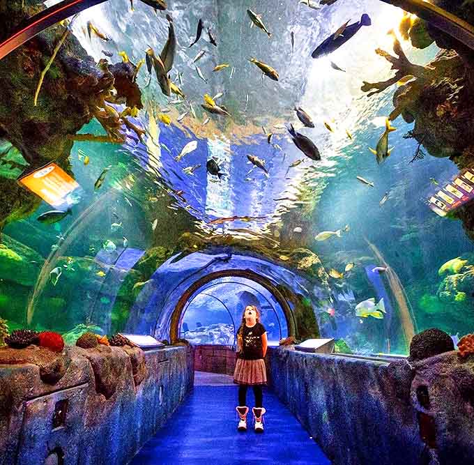 SEA LIFE at Mall of America welcomes visitors with its vibrant blue entrance, promising underwater adventures just steps away from shopping bags and food courts.