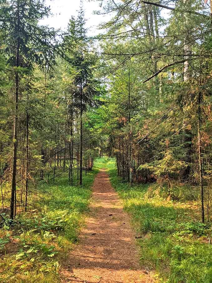 The Schoolcraft Loop Trail welcomes hikers with a gentle path that whispers, "Relax, this won't hurt a bit."