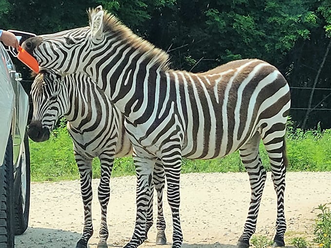 Curious zebras approach a visitor's vehicle, their bold stripes creating living art against Wisconsin's green landscape.
