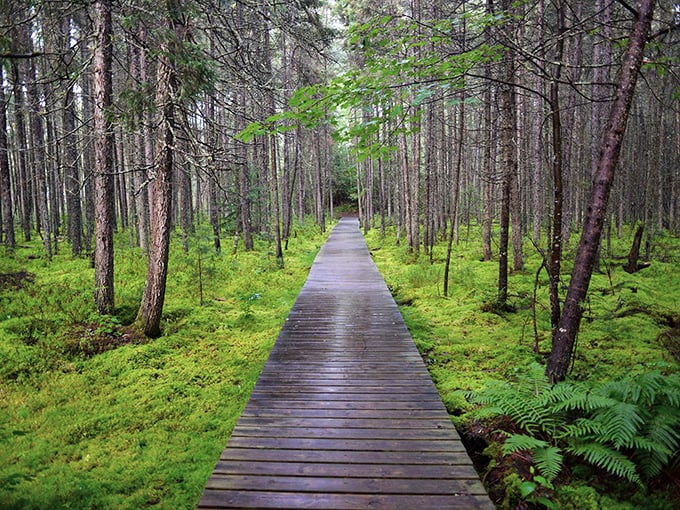 A boardwalk stretches across the wetlands, letting visitors explore the fragile ecosystem while keeping its natural balance undisturbed.