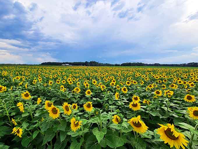 A golden ocean stretches to the horizon, where thousands of sunflowers stand at attention under Wisconsin's vast blue sky.