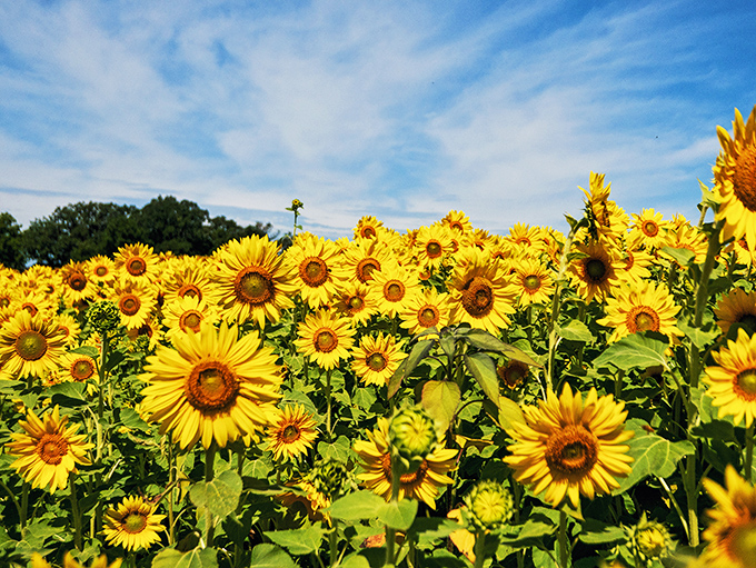 A sea of sunshine stretches to the horizon, where thousands of sunflowers stand tall against Wisconsin's impossibly blue summer sky.