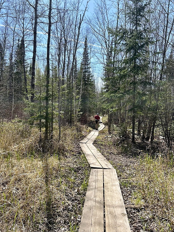 A wooden boardwalk winds through Wisconsin's northern forest, nature's red carpet leading adventurers to Lake Superior's hidden treasures.