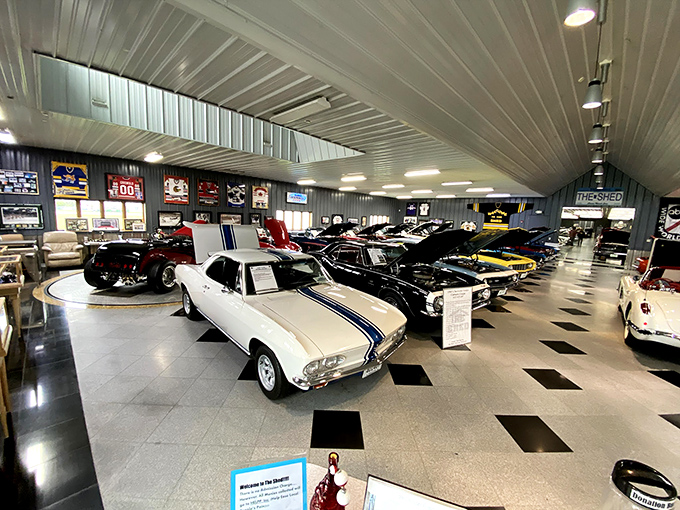 Chrome dreams come true in this showroom where Detroit's finest muscle cars gleam under perfect lighting, each with a story to tell.