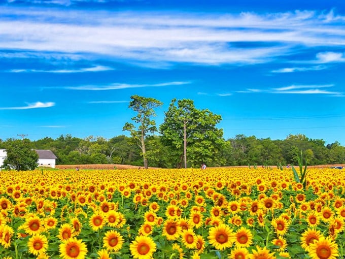 A sea of golden faces stretches to the horizon under Ohio's brilliant blue sky &ndash; nature's own masterpiece in full bloom.