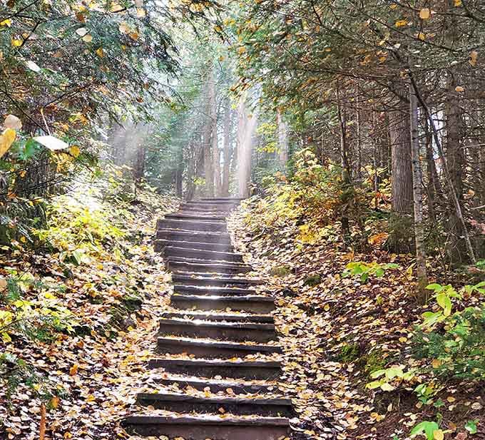 Sunlight filters through autumn leaves on Honeymoon Bluff Trail, creating nature's own stained glass window. Pure Minnesota magic!