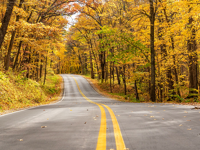 Nature's golden corridor: Autumn transforms the Kettle Moraine Scenic Drive into a tunnel of amber magic.