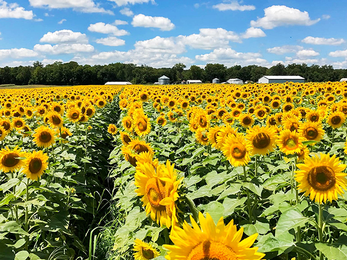 A sea of golden faces stretches to the horizon at L&A Family Farms, nature's most spectacular standing ovation to summer.