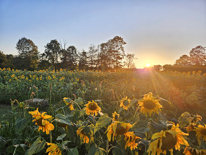 Sunset bathes the sunflower field in golden light, creating nature's own light show as day transitions to magical evening.