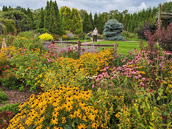 A symphony of golden black-eyed Susans and purple coneflowers create nature's perfect color palette, proving Wisconsin knows how to throw a garden party.