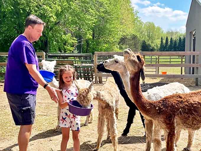 Welcome to your new happy place, where alpacas outnumber your worries and the only drama involves who gets the next treat.