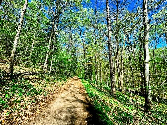 Nature's welcome mat unfurls along this sunlit path, where dappled light plays hide-and-seek between towering trees.