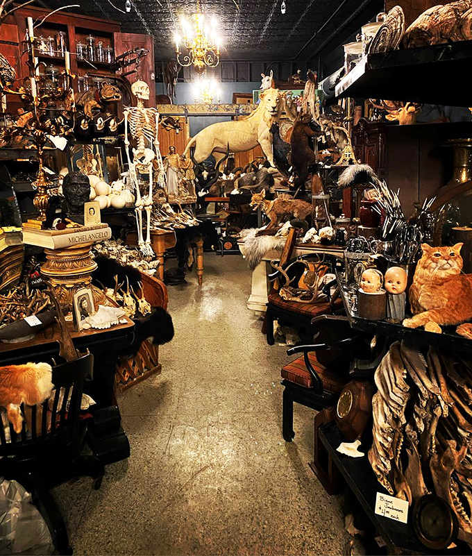 Step into The Twelve Vultures, where taxidermy meets treasure hunting in narrow aisles packed with curiosities that would make Victorian collectors swoon.