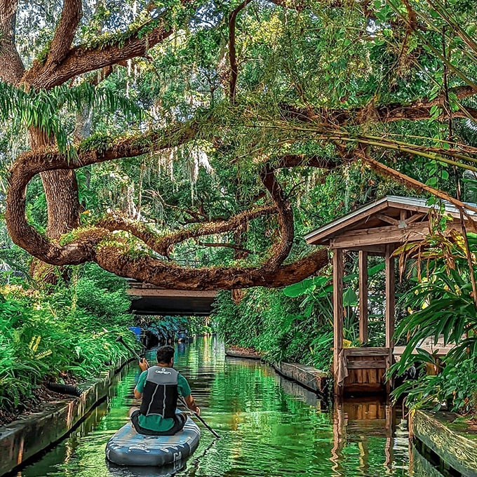 Nature's own canopy: Ancient oak branches create a magical tunnel over emerald waters, inviting adventurers into Winter Park's hidden paradise.