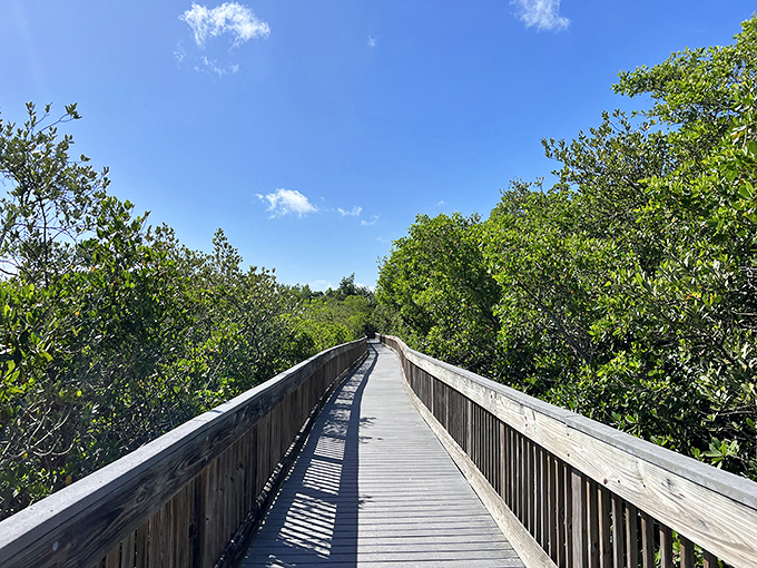 Sunlight dapples the wooden boardwalk as it winds through lush mangroves &ndash; nature's version of a red carpet experience.