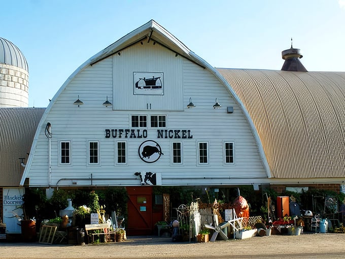The iconic white barn of Buffalo Nickel stands tall against the Minnesota sky, promising treasures within its curved roof and weathered walls.