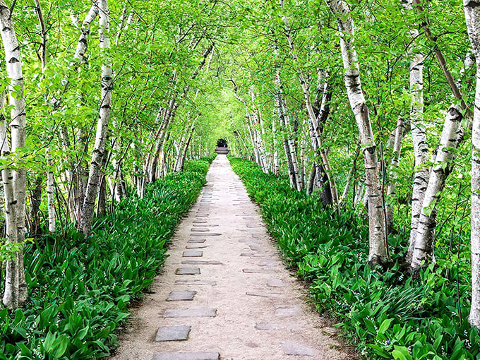 A natural cathedral of birch trees creates a magical pathway, inviting visitors to step into another world of tranquility and wonder.