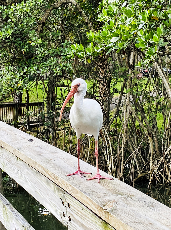 The American white ibis &ndash; nature's way of proving that elegance doesn't require effort, just a fabulous red bill and impeccable white plumage.