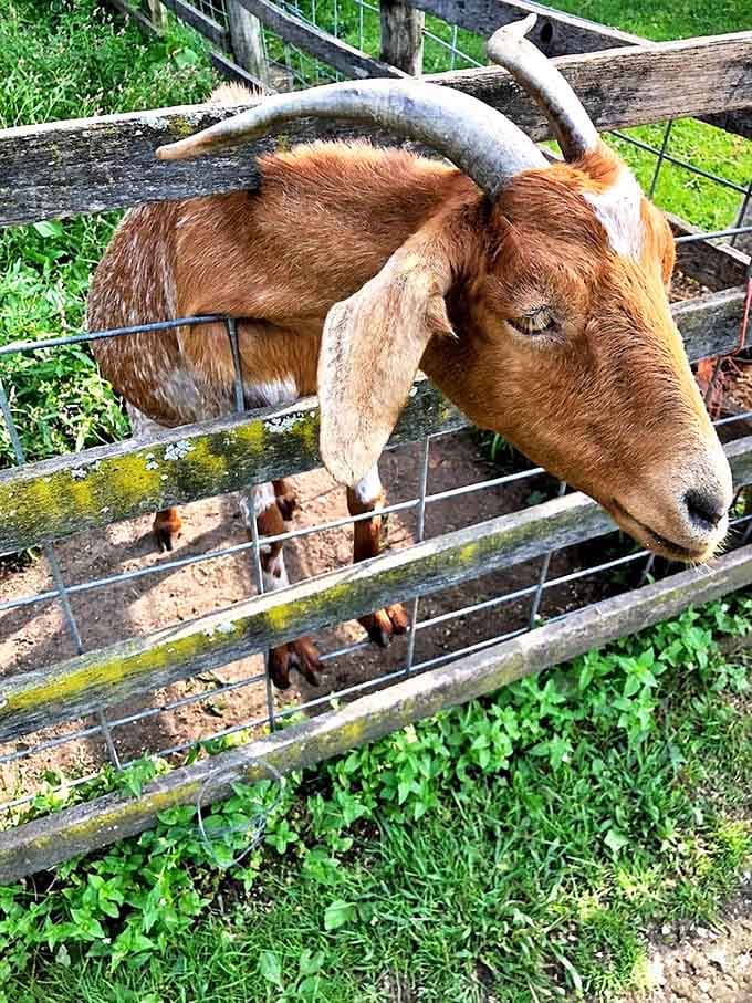 The Anglo-Nubian goat peers over the fence with an expression that says, "You brought food, right? RIGHT?"