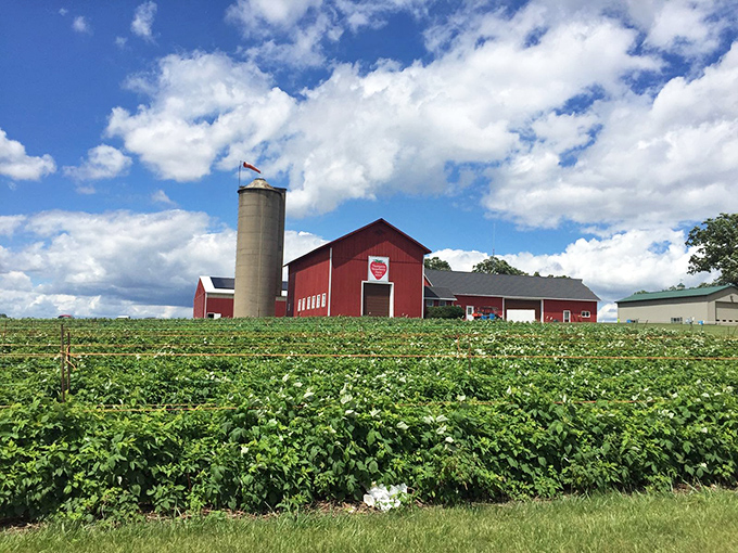 Classic Wisconsin: The farm's iconic red barn and silo stand sentinel over fields that have nourished generations.