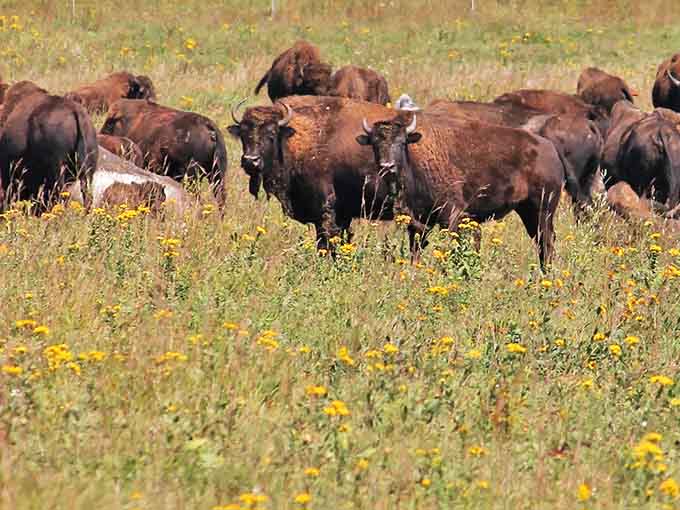 The park's bison herd grazes peacefully, living their best prairie lives while visitors frantically try to capture the perfect shot from a respectful distance.