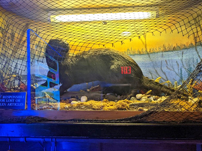 The taxidermied black otter display &ndash; because what's a supper club without a conversation piece that occasionally startles first-timers?