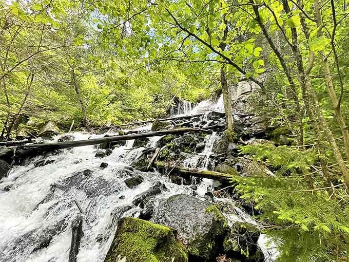 The stream meanders with the casual confidence of someone who knows exactly where they're going and is in no hurry to get there.