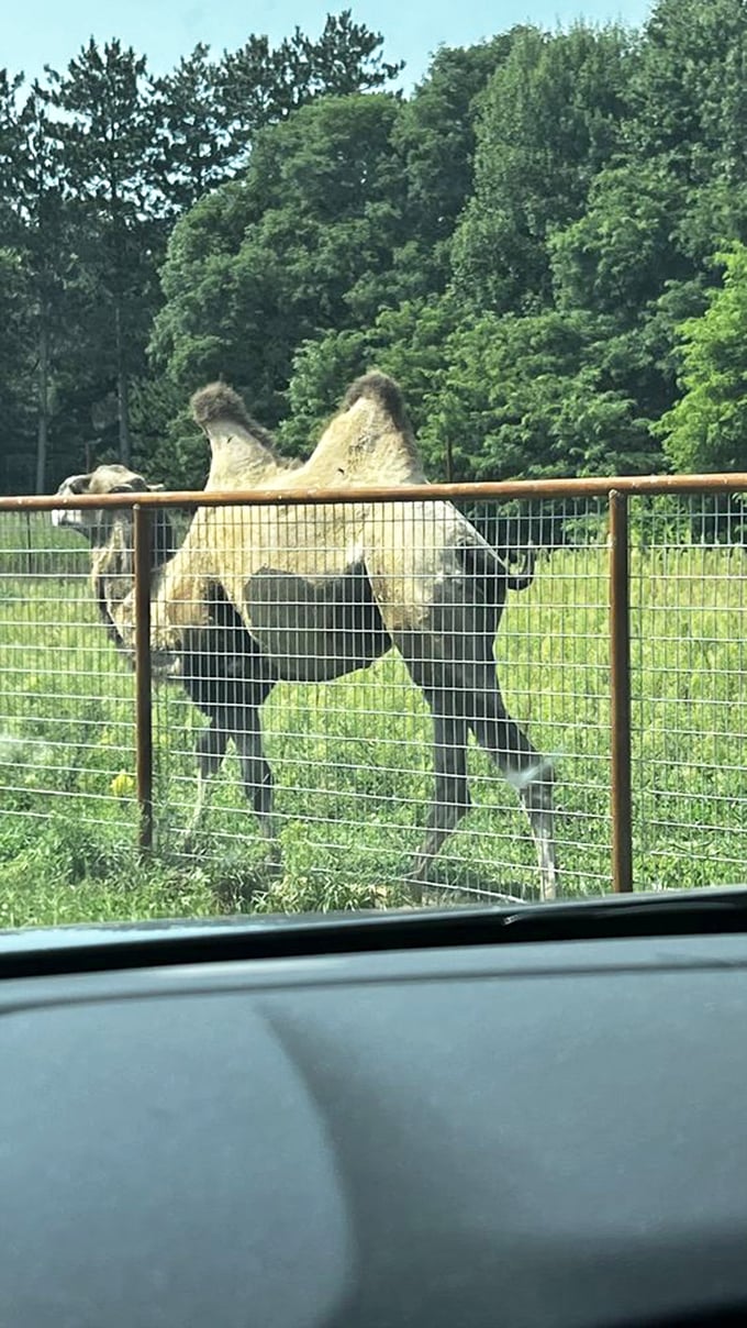 A camel surveys its Wisconsin domain with regal indifference, looking surprisingly at home despite being thousands of miles from the desert.