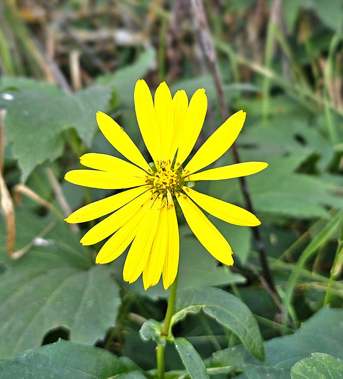 This cheerful yellow cup plant stands tall among summer greenery, one of hundreds of native plant species that thrive in the park's protected habitats.