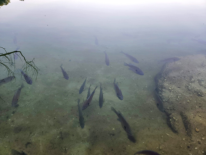 Underwater neighbors who don't mind if you visit but prefer you don't bring a fishing pole to the reunion.