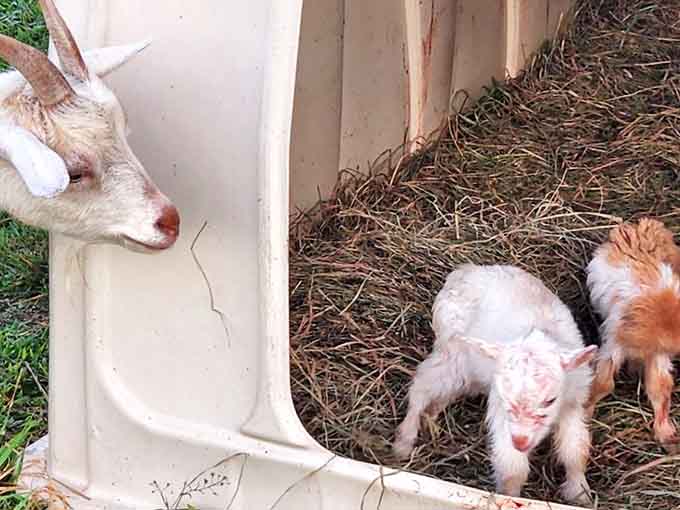 Tiny goat kids explore their world under mom's watchful eye &ndash; these playful creatures are born ready for adventure.