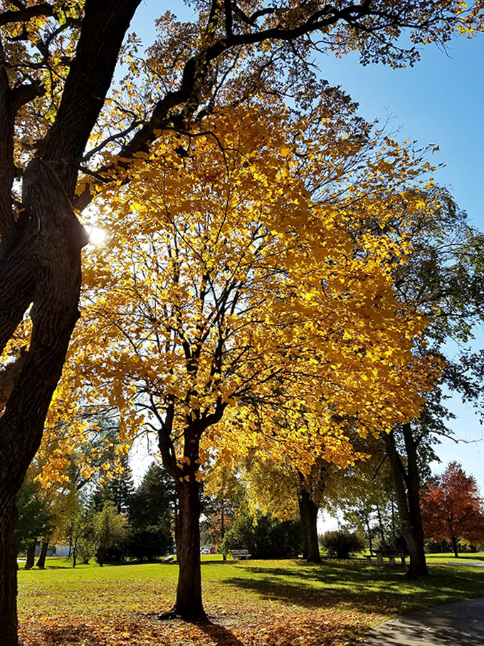 Fall fashion at its finest: these golden trees dressed in autumn's latest collection would make even New York Fashion Week jealous.
