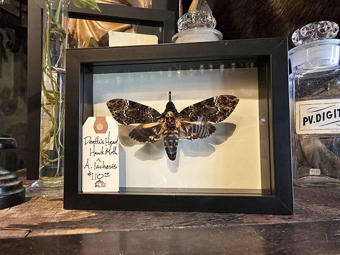 This framed Death's Head Hawkmoth would make Silence of the Lambs fans do a double-take &ndash; nature's own gothic masterpiece preserved under glass.