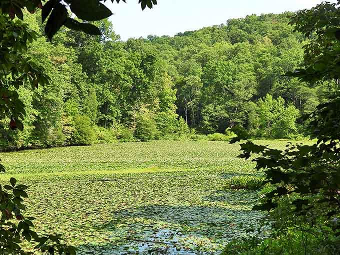A carpet of lily pads transforms the lake into a Monet painting come to life, each pad a green island universe.
