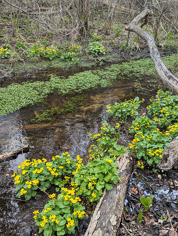 Marsh marigolds create pools of sunshine along the water's edge, nature's version of dropping gold coins into a wishing well.