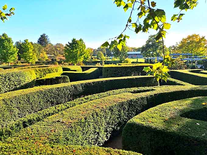 The maze garden challenges visitors to find their way through perfectly trimmed hedges without resorting to their phone's GPS.