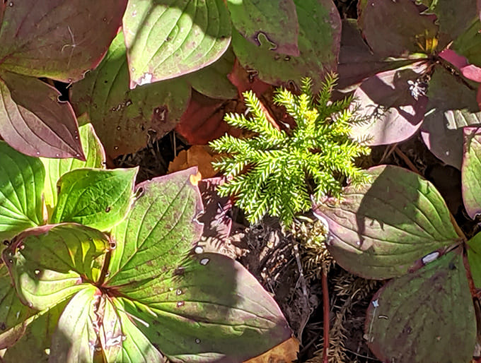 Tiny woodland treasures reveal themselves to observant hikers &ndash; delicate plants creating their own miniature ecosystem among the fallen leaves.