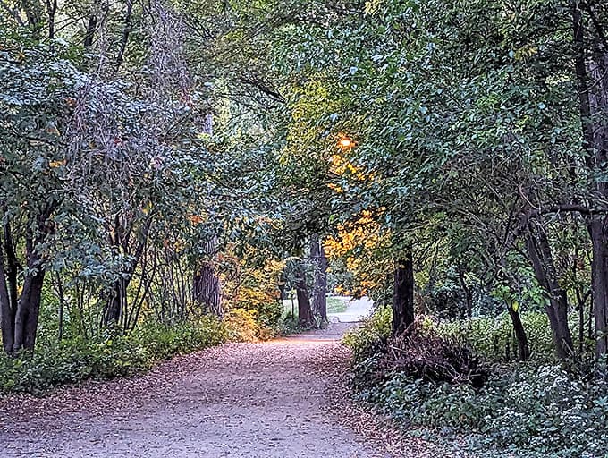 Dappled sunlight creates a natural spotlight on the trail, nature's way of highlighting the path less traveled through Cedar Lake's wooded sanctuary.