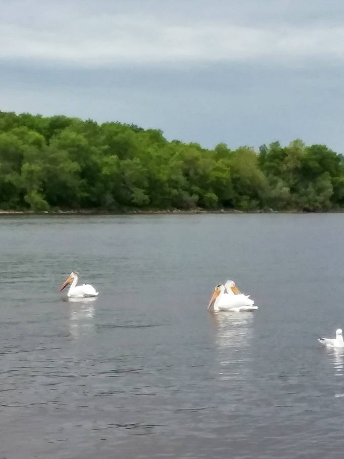 Majestic white pelicans patrol the waters with prehistoric elegance, fishing with more skill than most human competitors.