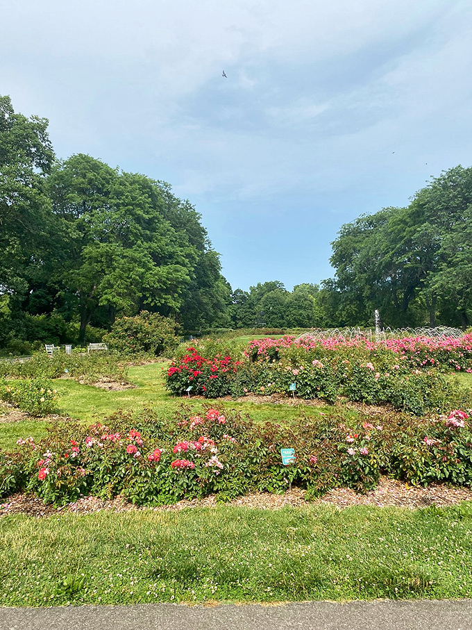 Pink and red roses create a color combination that's been working for centuries and shows no signs of going out of style anytime soon.