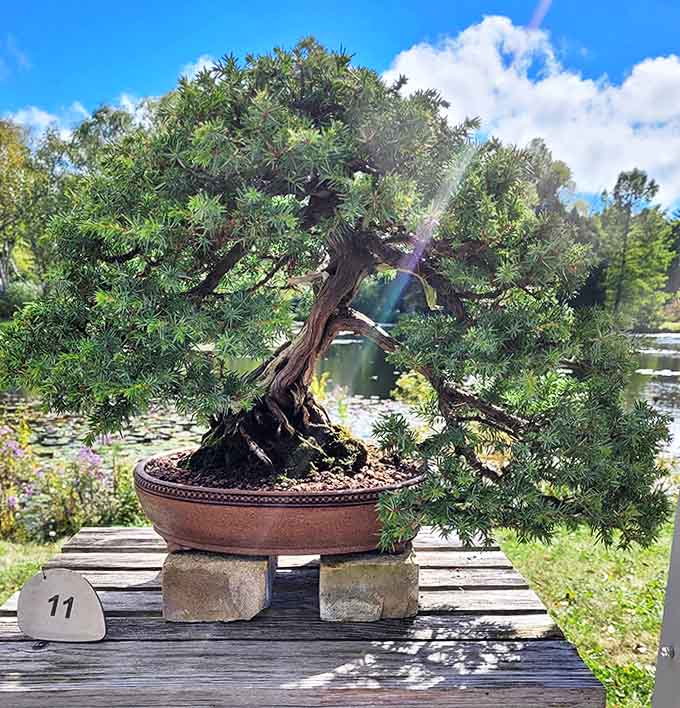 A centuries-old story contained in miniature &ndash; this bonsai's gnarled trunk and delicate branches speak of patience and artistic restraint.
