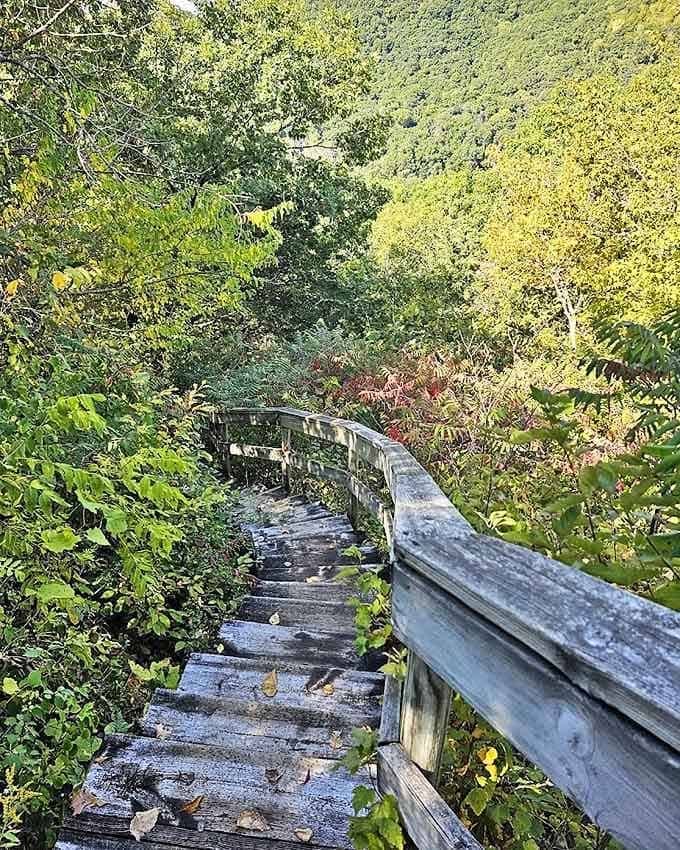 Nature's stairway to heaven winds through dense forest, offering tantalizing glimpses of the reward waiting at the summit.