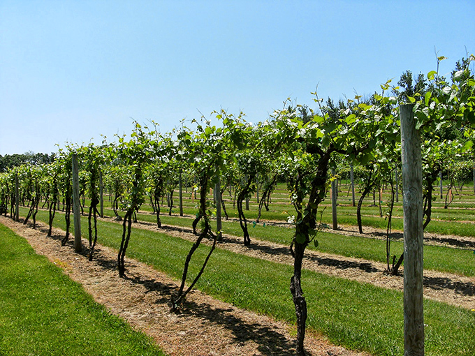 St. Croix Vineyards proves Minnesota's climate creates wines worth talking about&mdash;in settings worth photographing.