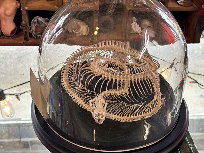 A coiled snake skeleton preserved under a dome proves that even in death, some creatures maintain their elegant, slightly menacing presence.