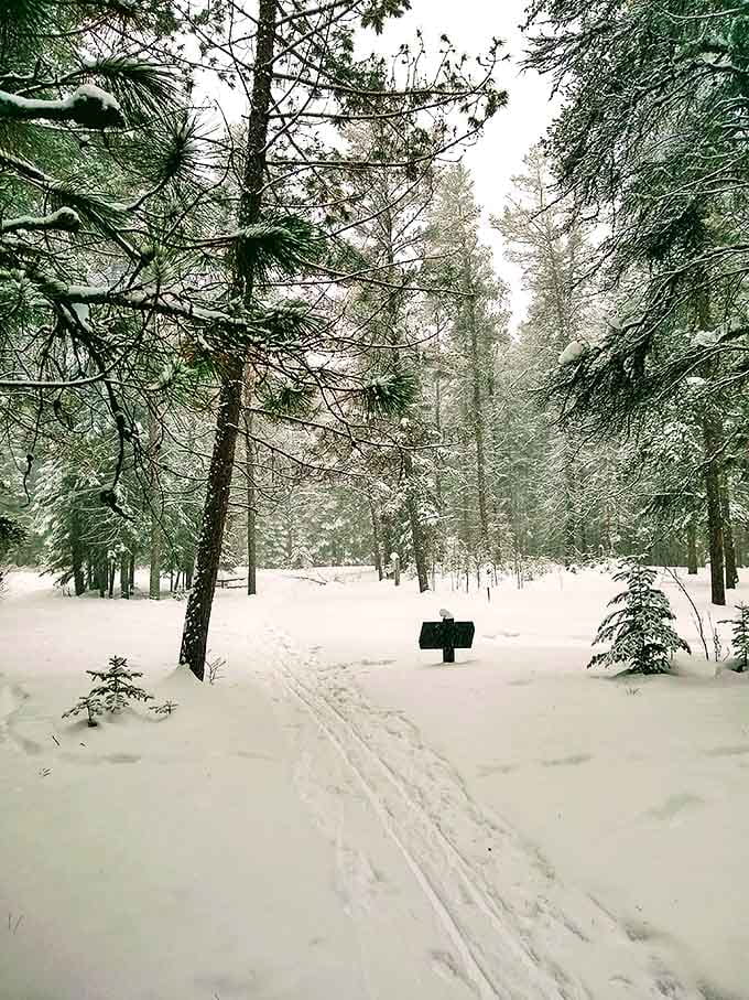 10. snow covered forest trail