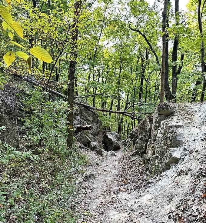 Summer's green canopy provides shade that feels like nature's air conditioning, minus the electric bill and humming sounds.