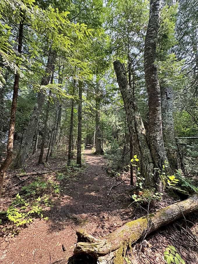 Sunlight filters through the forest canopy, illuminating the trail ahead and making you feel like you're walking through nature's own cathedral with a pine-scented blessing.