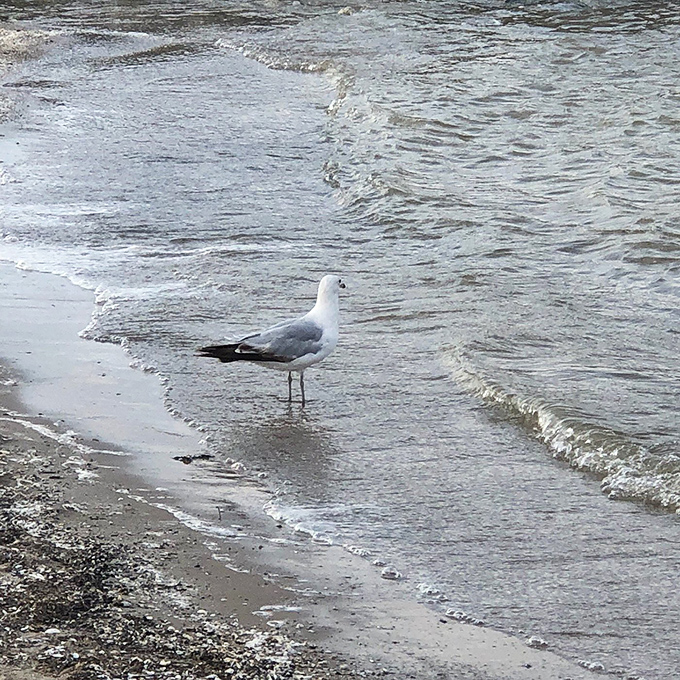 The Tide Watcher: This feathered philosopher contemplates the gentle waves, seemingly unimpressed by the human visitors to his domain.