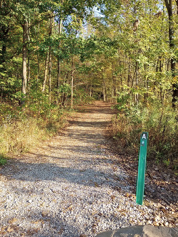 Autumn's golden light filters through the trees, creating nature's perfect pathway to adventure and discovery.